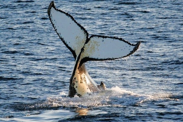 The Best Places For Whale Watching In South America The Best Places For Whale Watching In South America