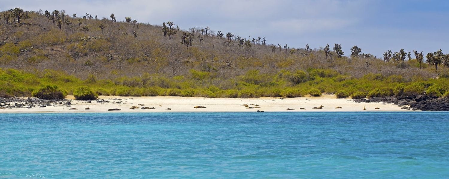 Santa Fe Island, Galapagos | Description & Main Visitor Sites