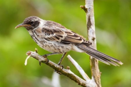 How Darwin’s Findings In Galapagos Contributed To His Theory Of Natural ...