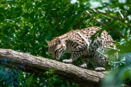 Cats Of The Amazon Rainforest | SA Vacations