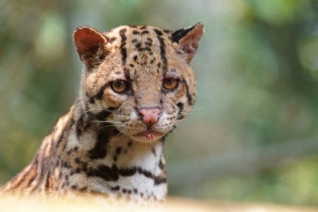 Cats Of The Amazon Rainforest | SA Vacations