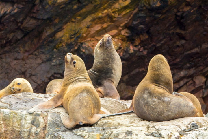 Visit Paracas & the Ballestas Islands, Peru with South American Vacations