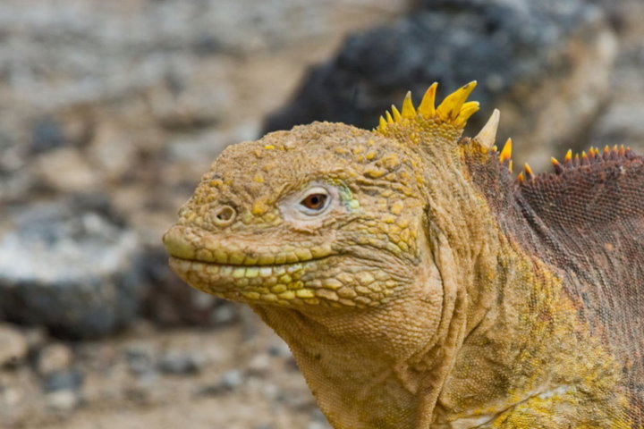 Land Iguana | Galapagos Wildlife | South American Vacations