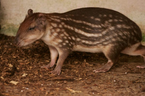 Eight Strange Foods That You Can Eat In The Amazon Rainforest