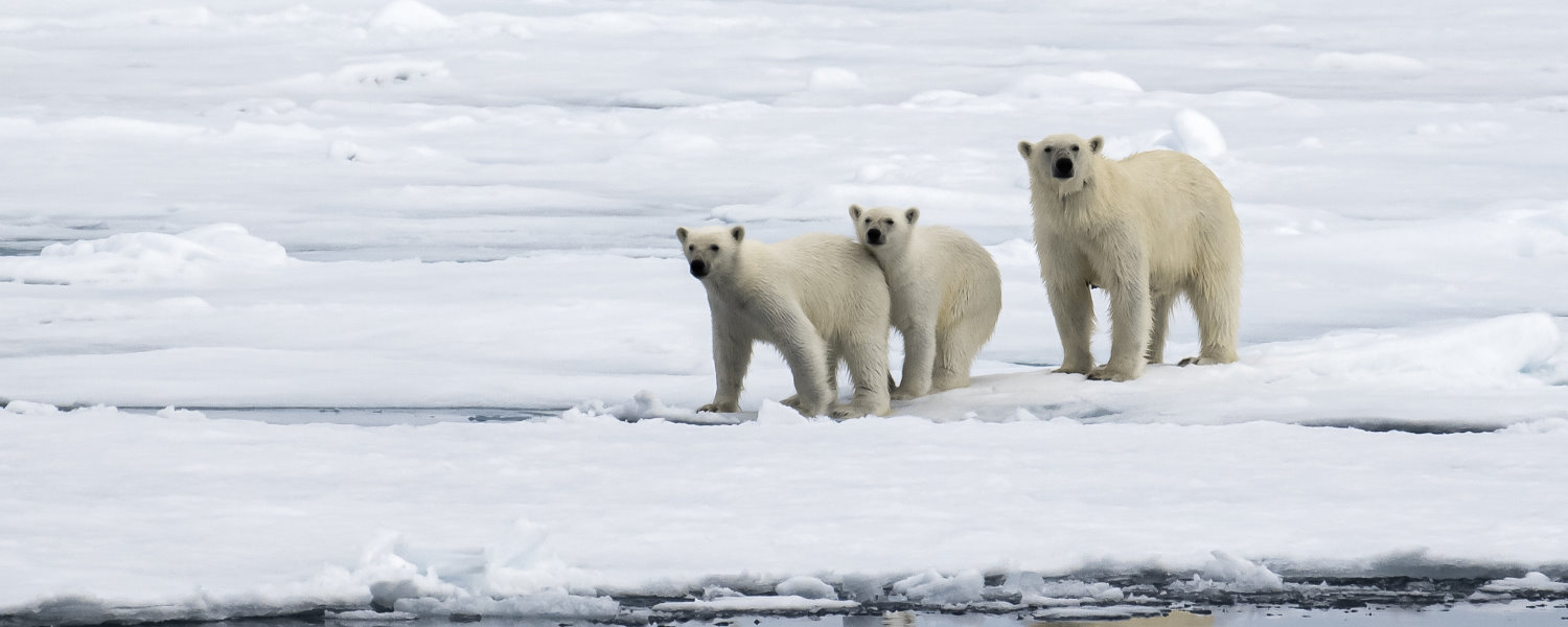 Best Arctic Tours & Cruises for 2025-26 | SA Vacations