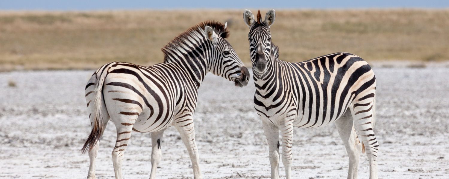 Visit Makgadikgadi Pans & Nxai Pan NPs on Your Trip to Botswana | SA ...