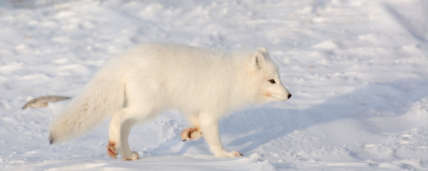 Arctic Fox | Arctic Wildlife | SA Vacations